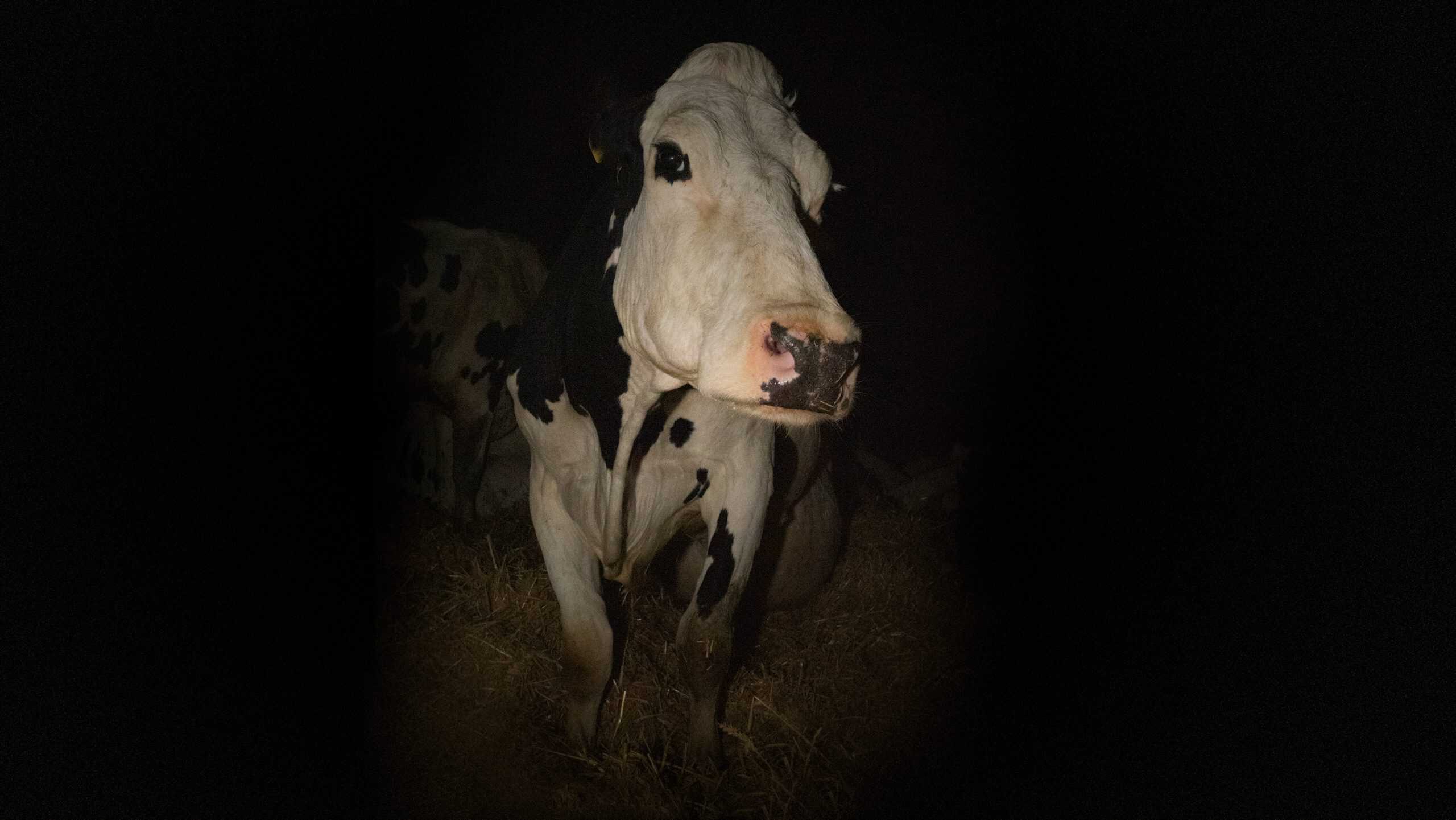 'Cow' Blu-Ray Review - An Intimate And Transfixing Portrait Of Life ...