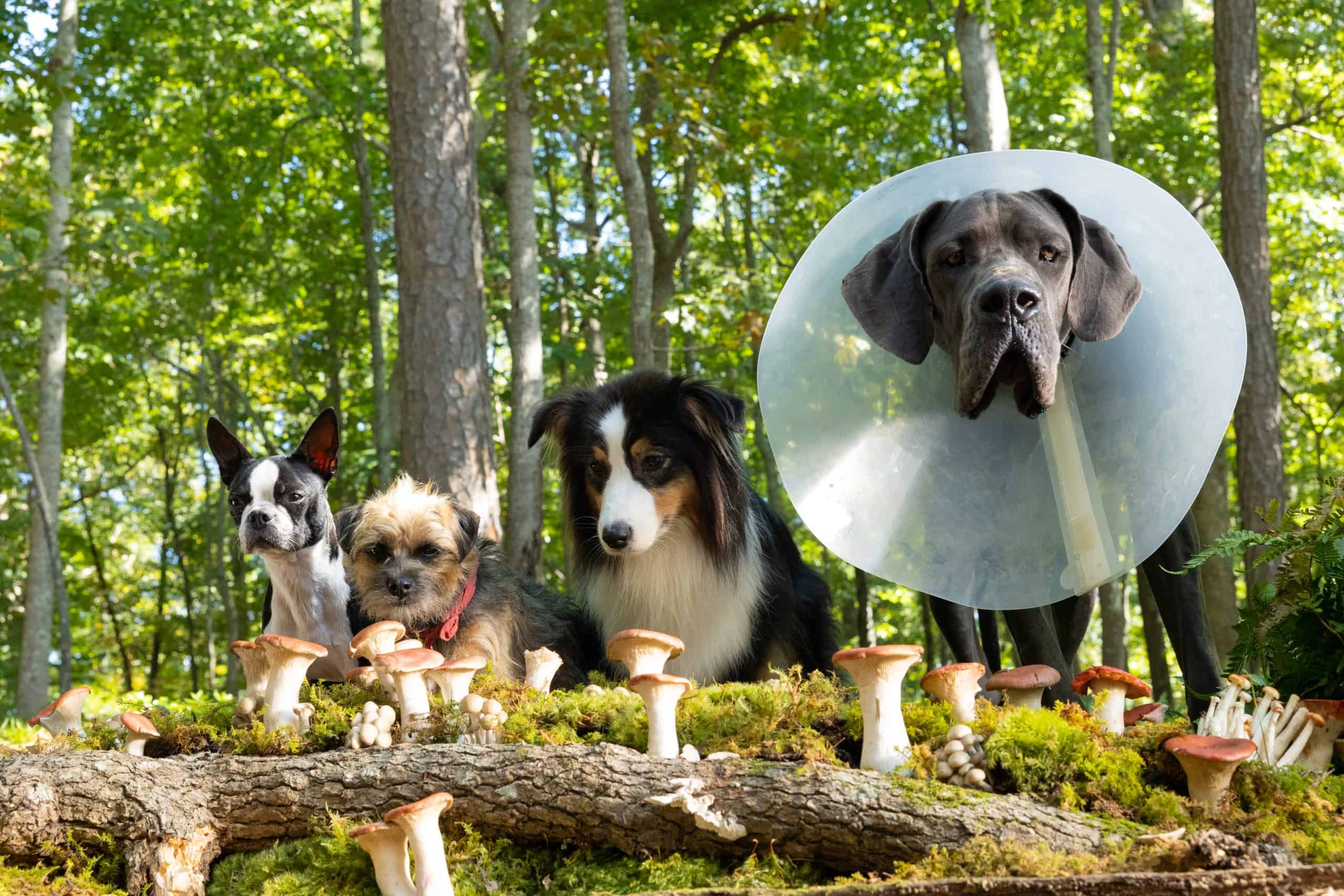 'Strays' Blu-Ray Review - Outrageous Animal Comedy Hits Expected Notes