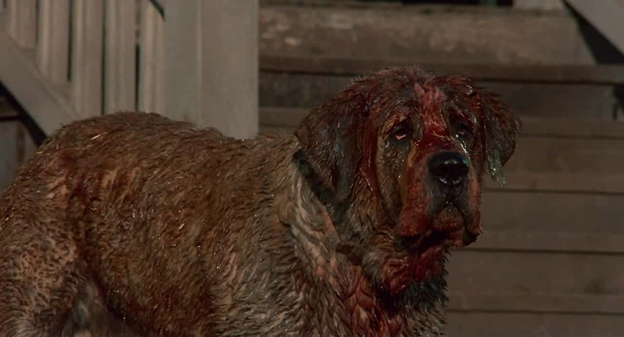 'Cujo' 4K UHD Blu-Ray Review - Keep Up To Date With Your Rabies Shots