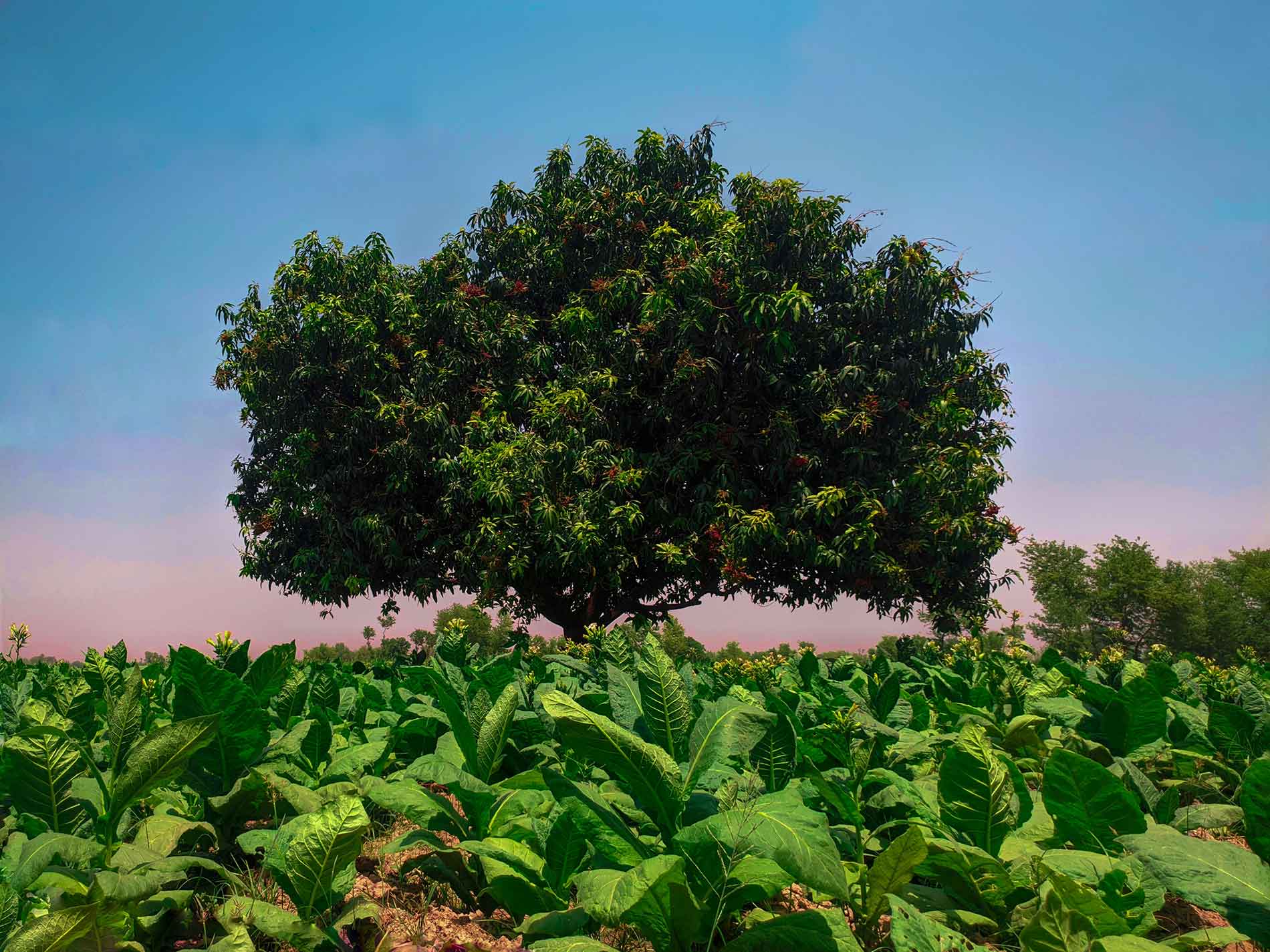 Exploring the World’s Top Cigar Tobacco Growing Regions | Cigar Informer