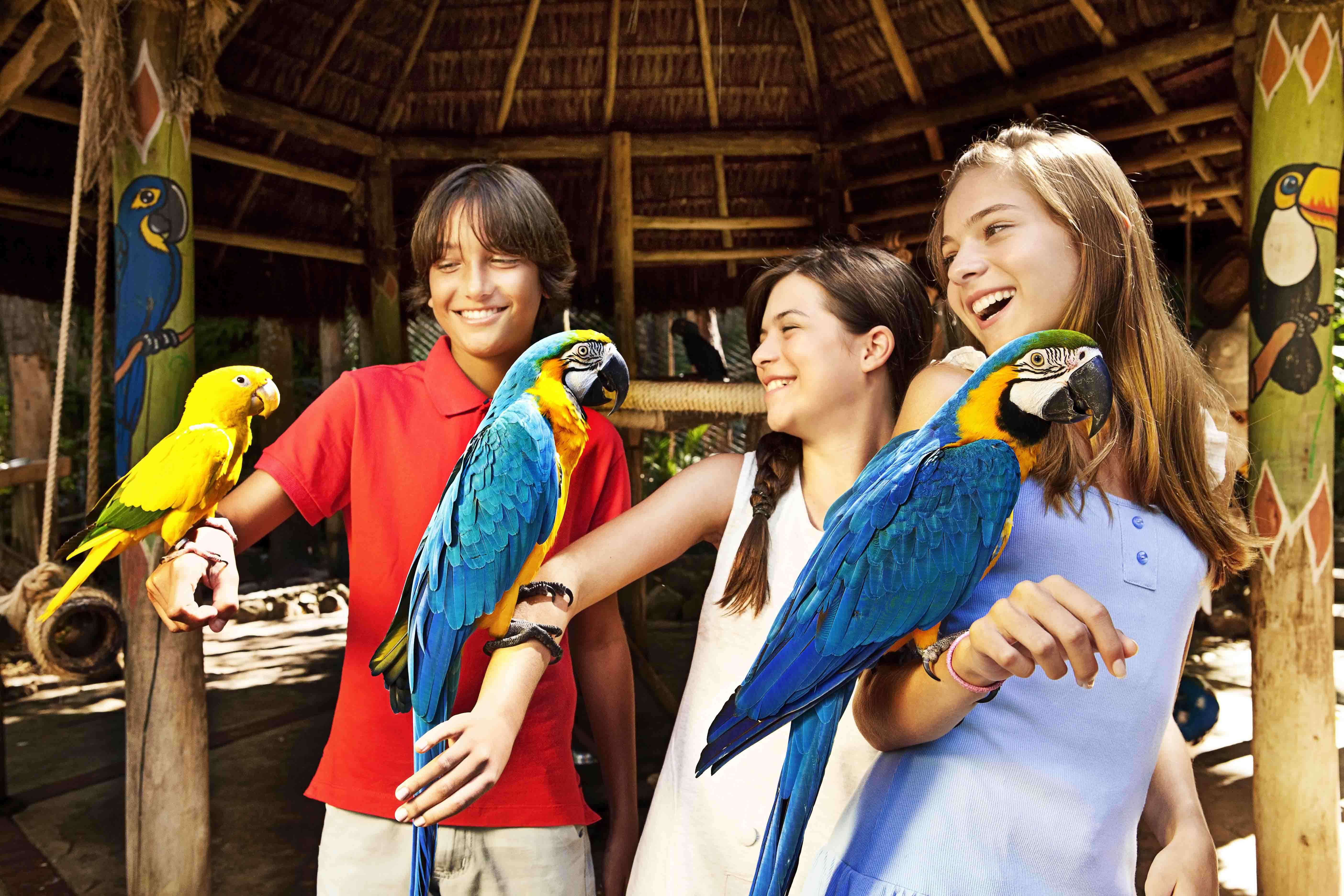 HP – Bird Land_alta _ Divulgação – HapFun