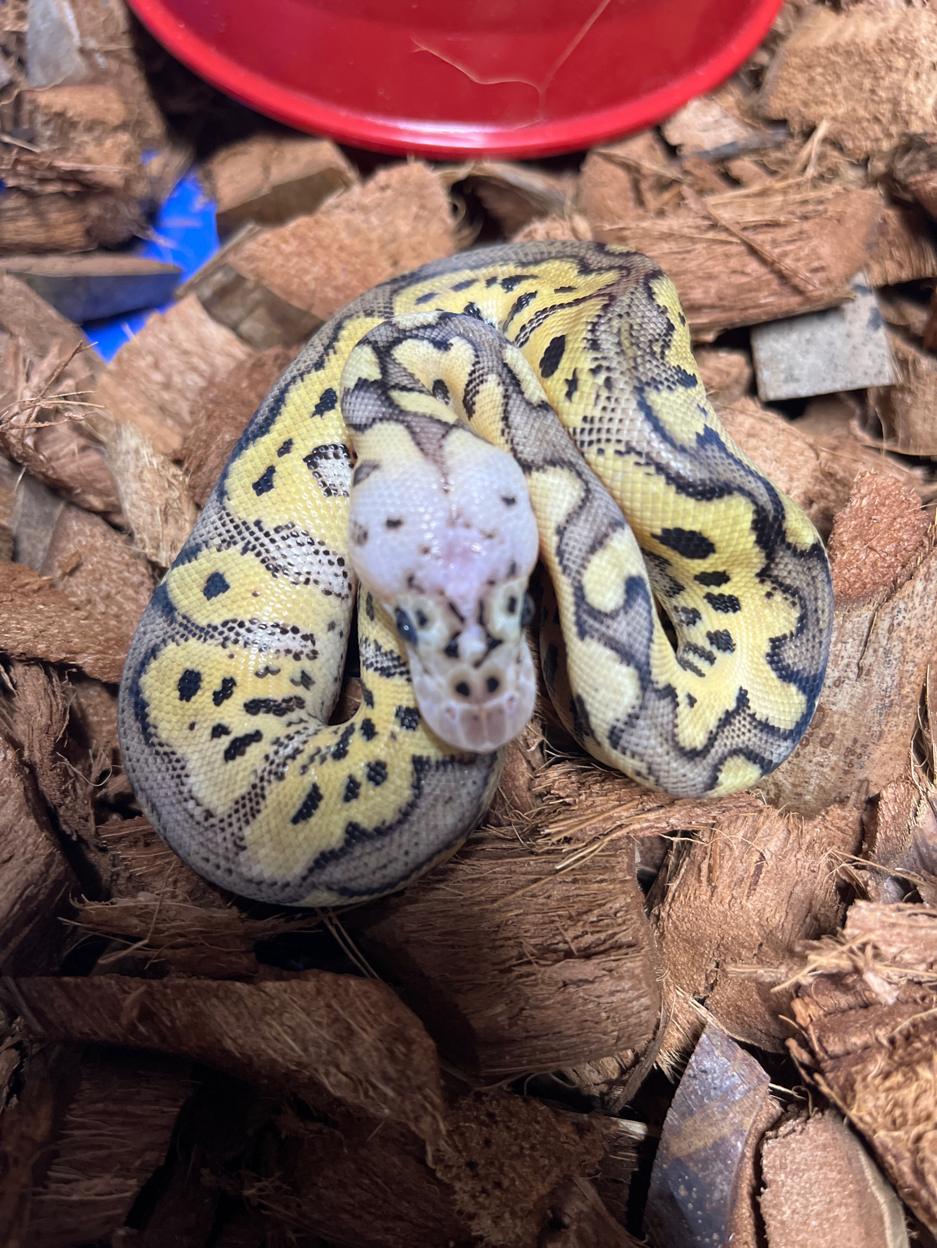 Hypo het Clown