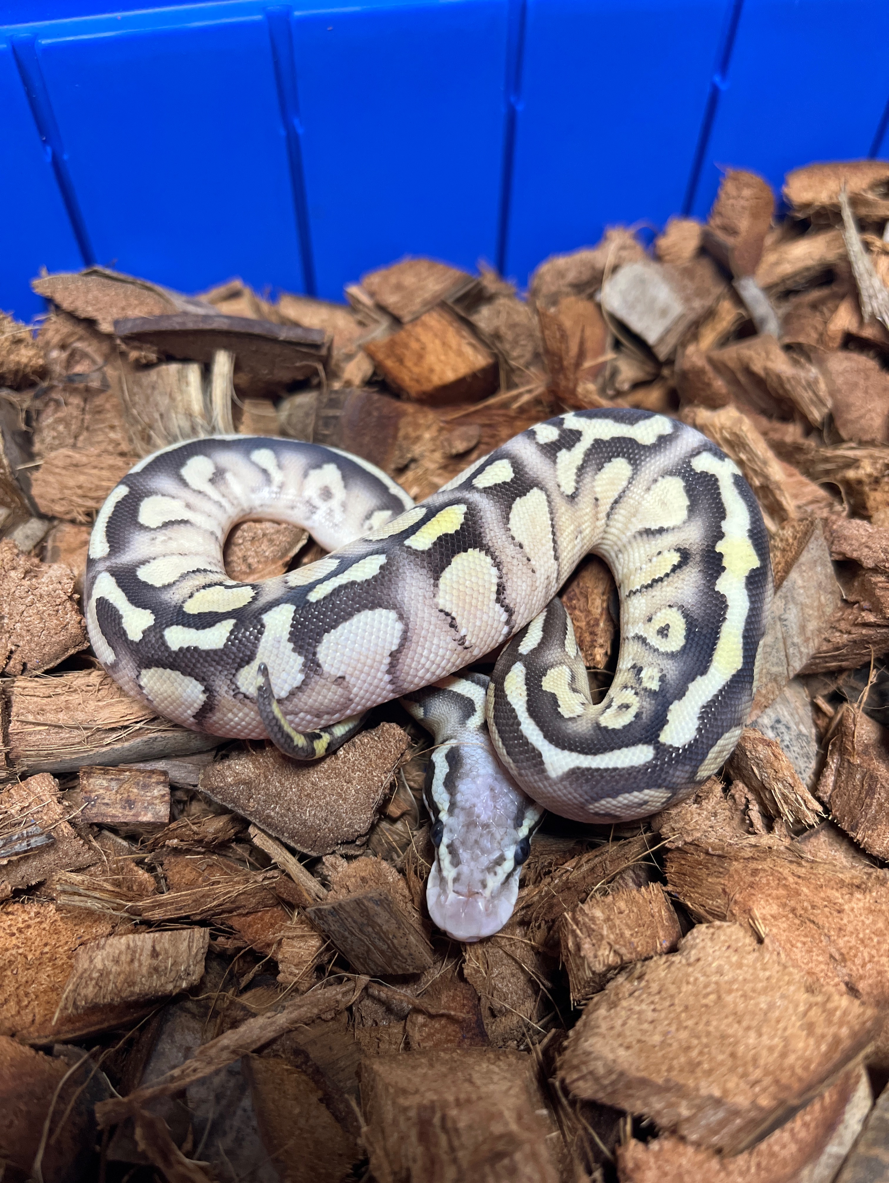 Calico Butter Fire Pastel GHI